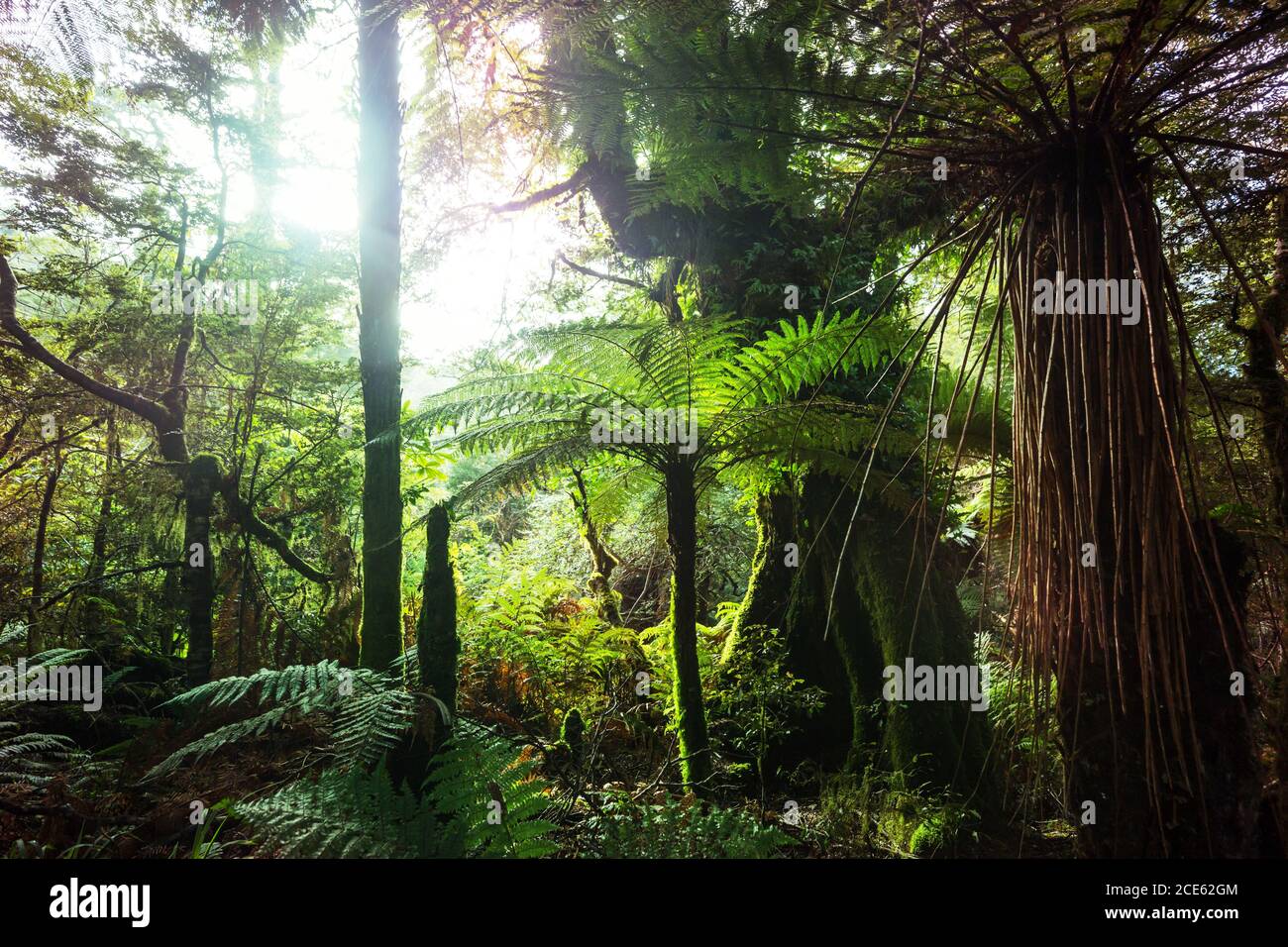New Zealand tropical jungle forest. Green natural background Stock ...