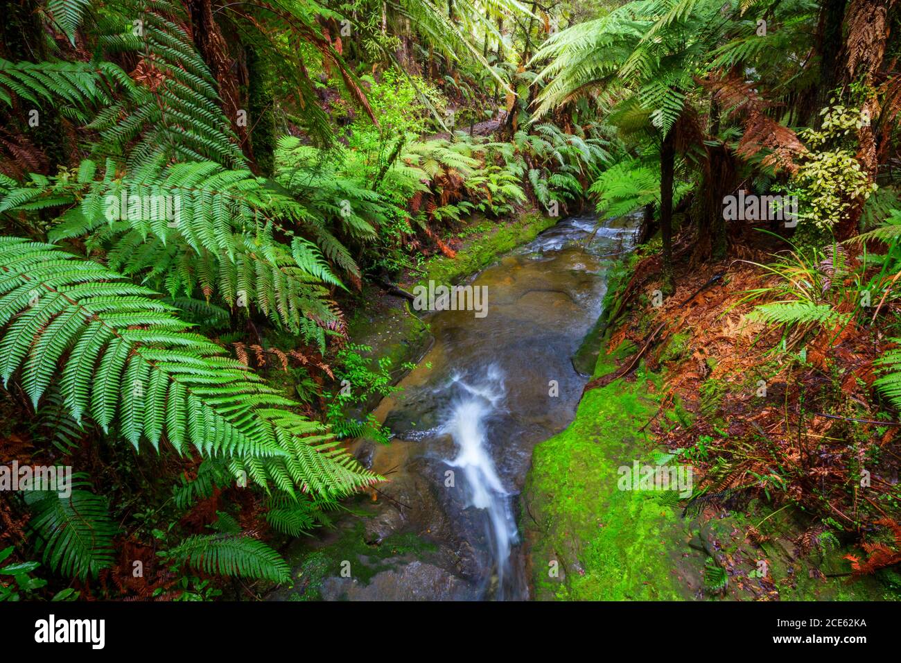 New Zealand River in jungle, beautiful mountains landscapes Stock Photo ...