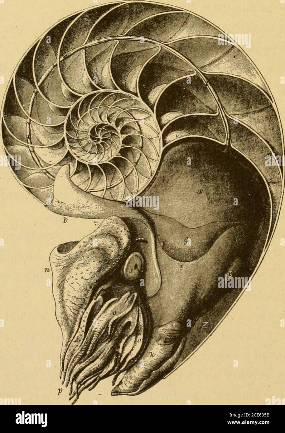. The Geology of Minnesota . cuate or spirally-enrolled; but in the ...