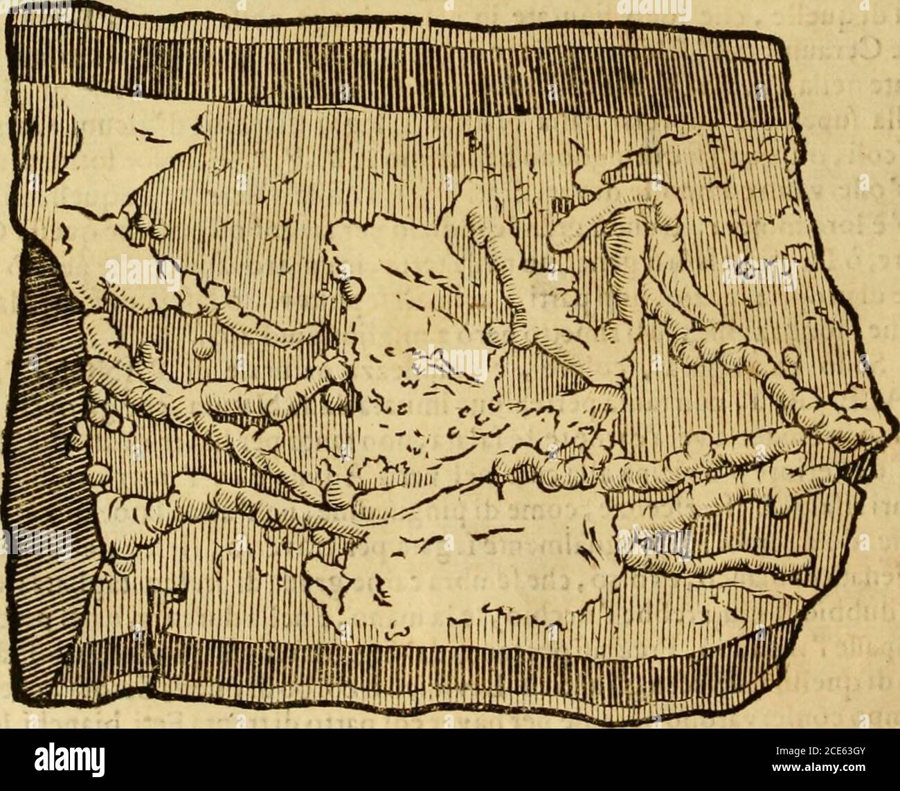 Orchite hi-res stock photography and images - Alamy