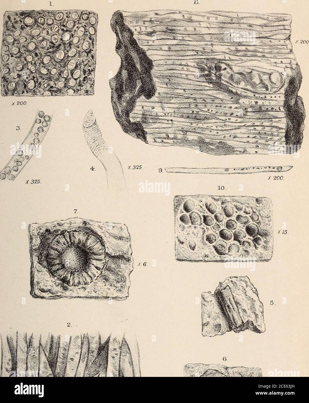 Psilophyton hi-res stock photography and images - Alamy