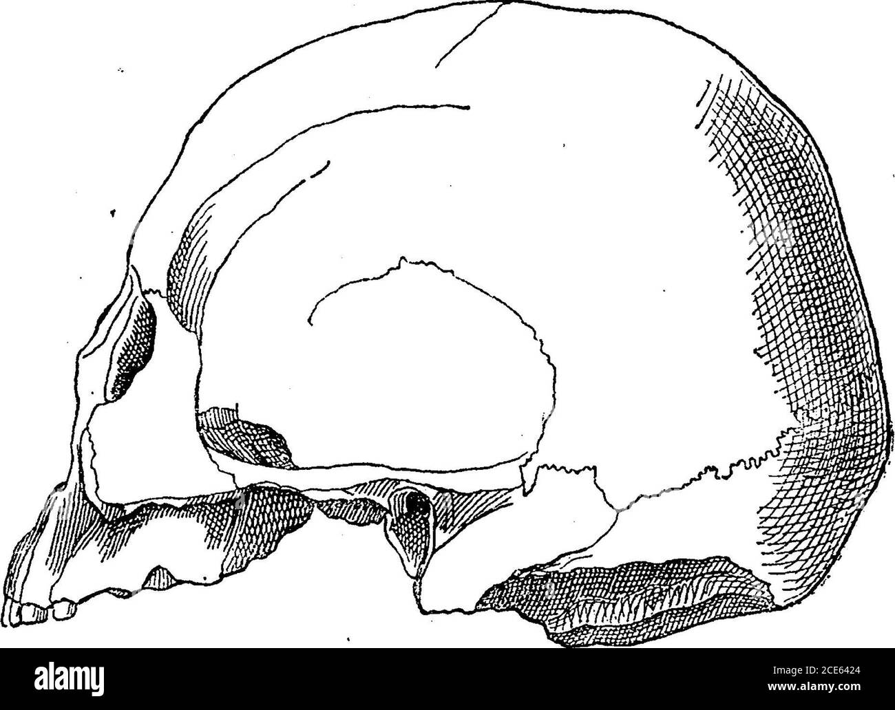 Curved hones hi-res stock photography and images - Alamy