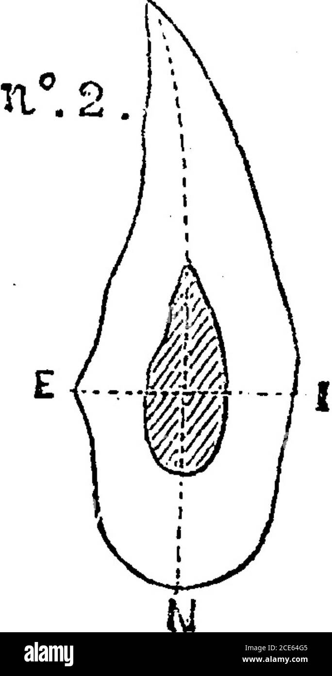 Linea aspera of femur Cut Out Stock Images & Pictures - Alamy