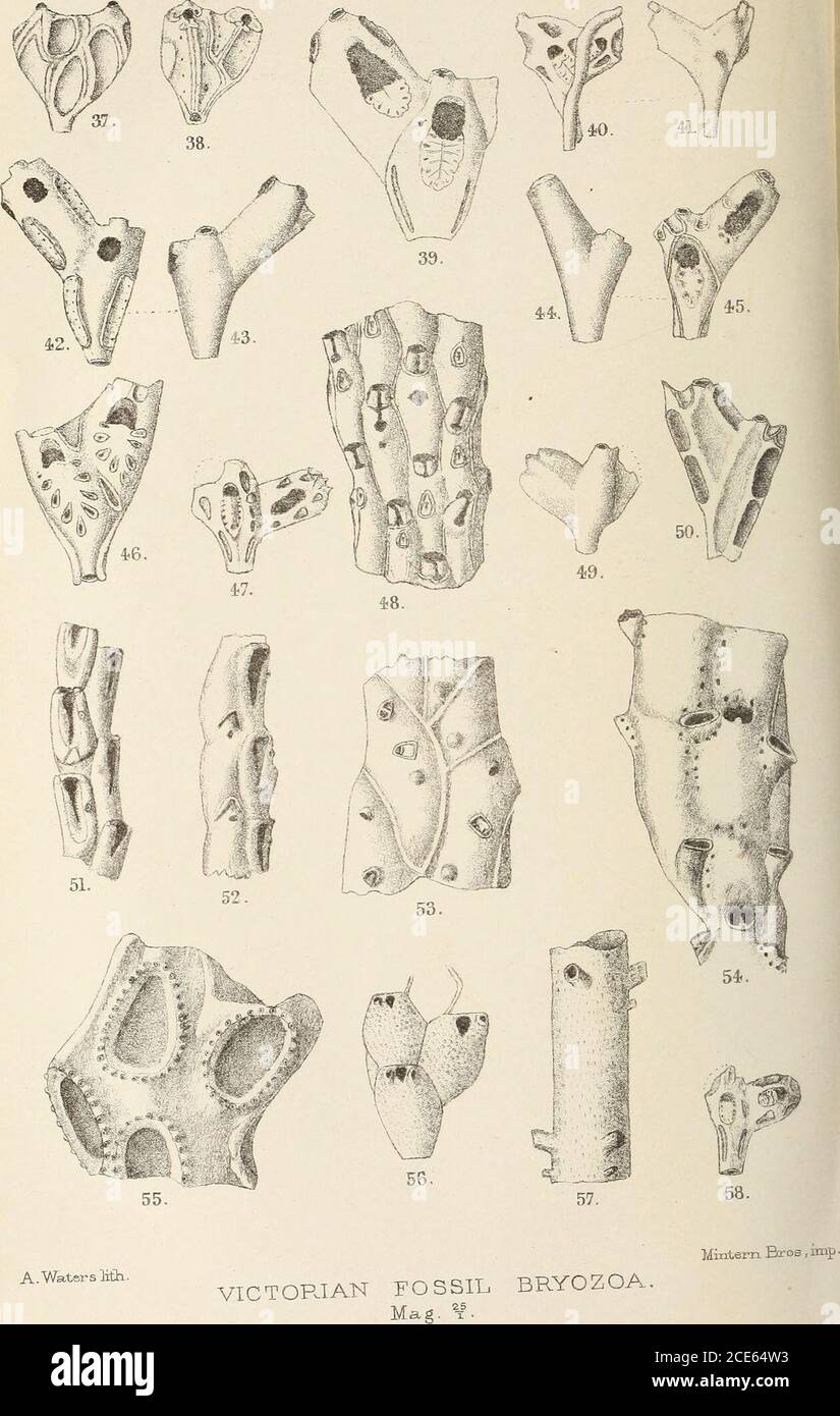 Victorian fossil bryozoa hi-res stock photography and images - Alamy