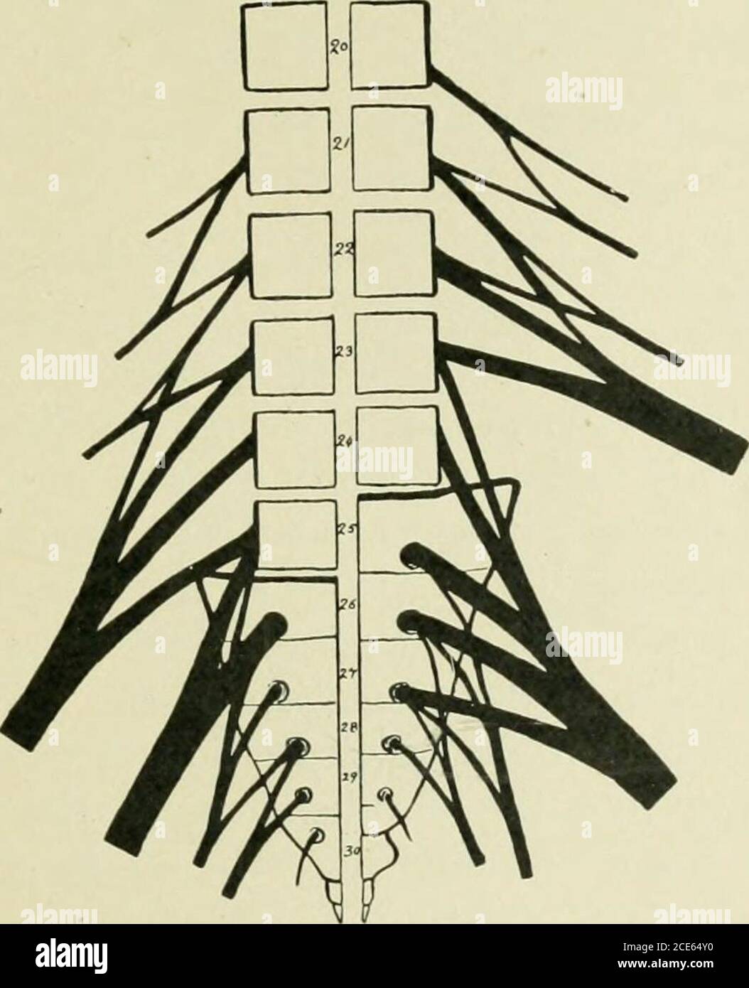 Lumbo sacral plexus hi-res stock photography and images - Alamy