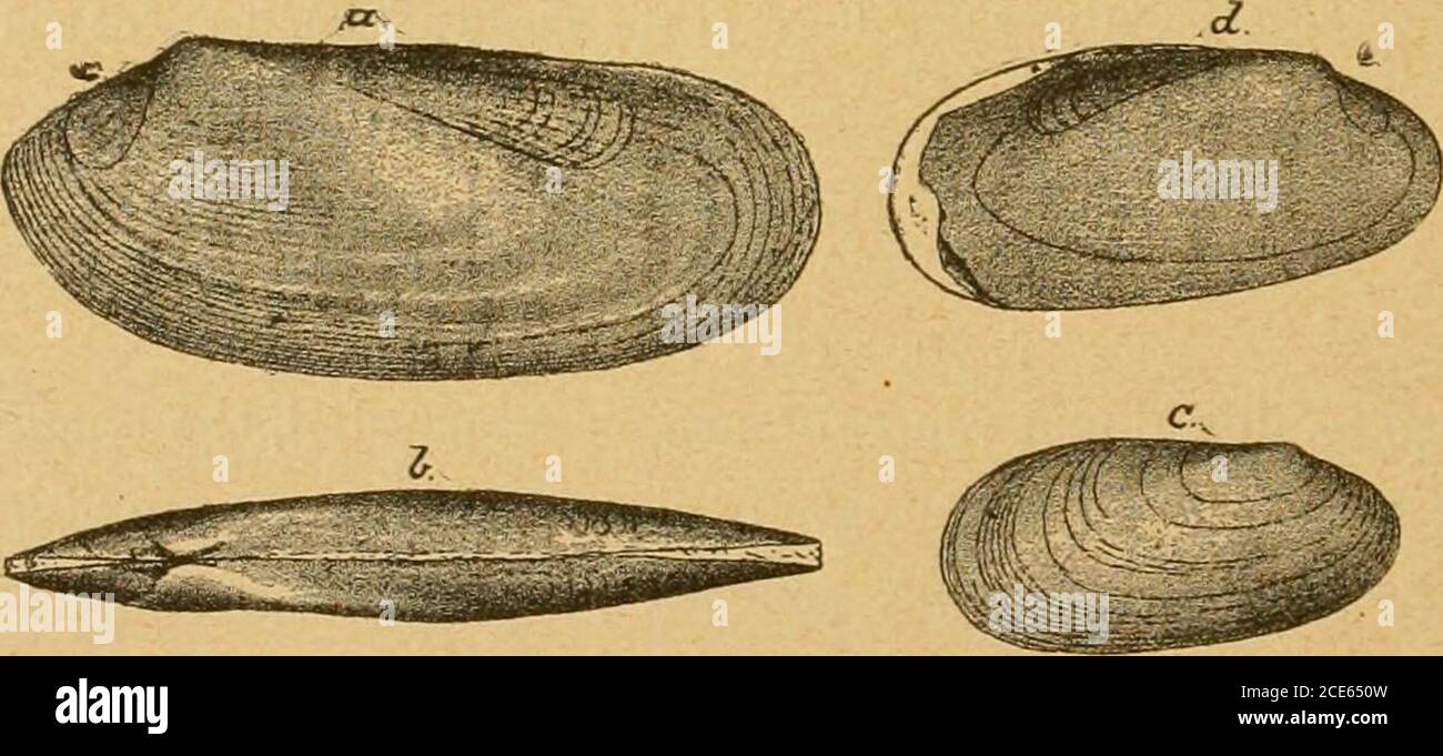 . The Geology of Minnesota . r outline. The central and posterior parts ...