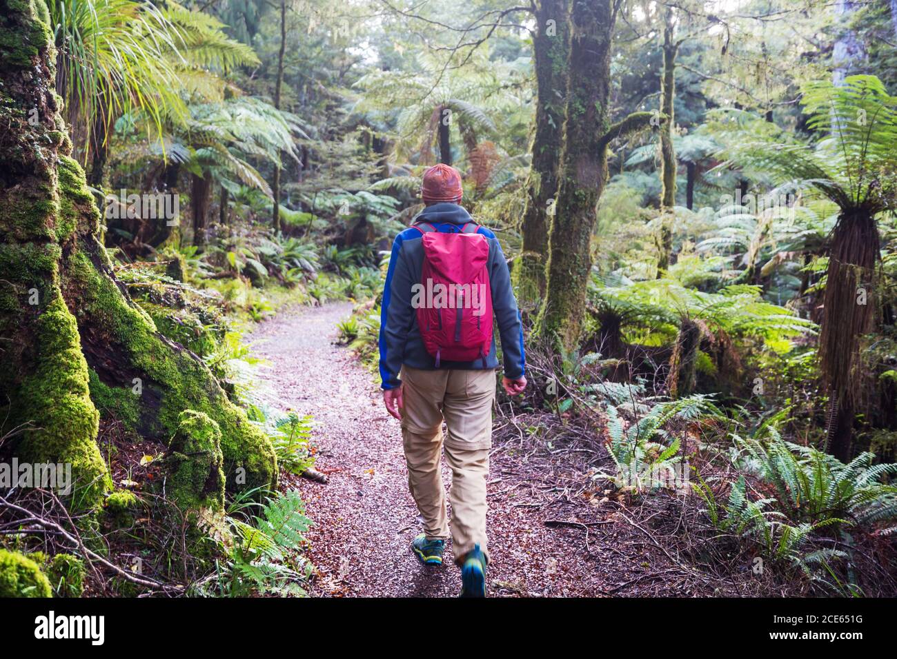 Hike in the forest Stock Photo - Alamy