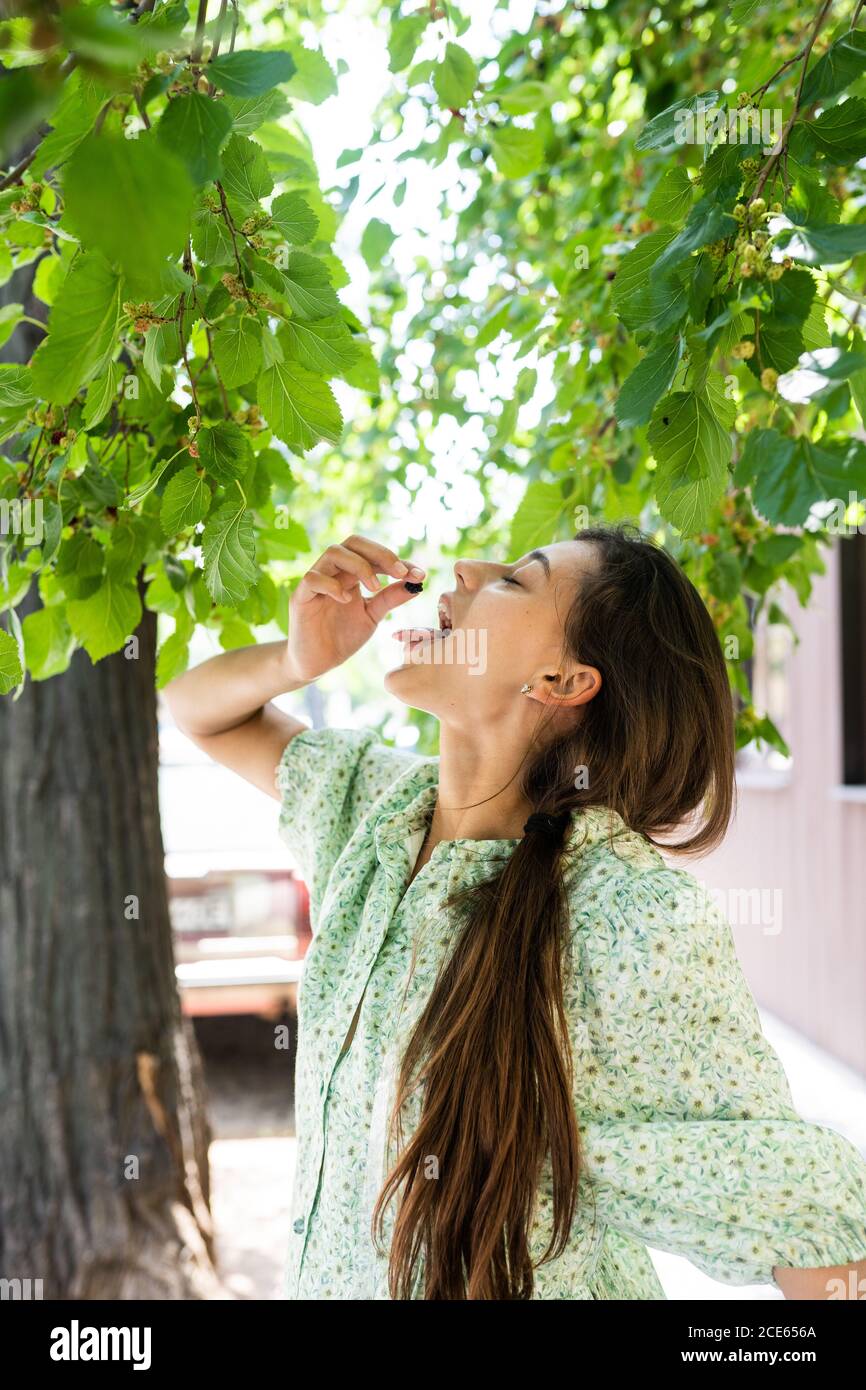 Young woman eating mulberry pluck it from tree Stock Photo - Alamy