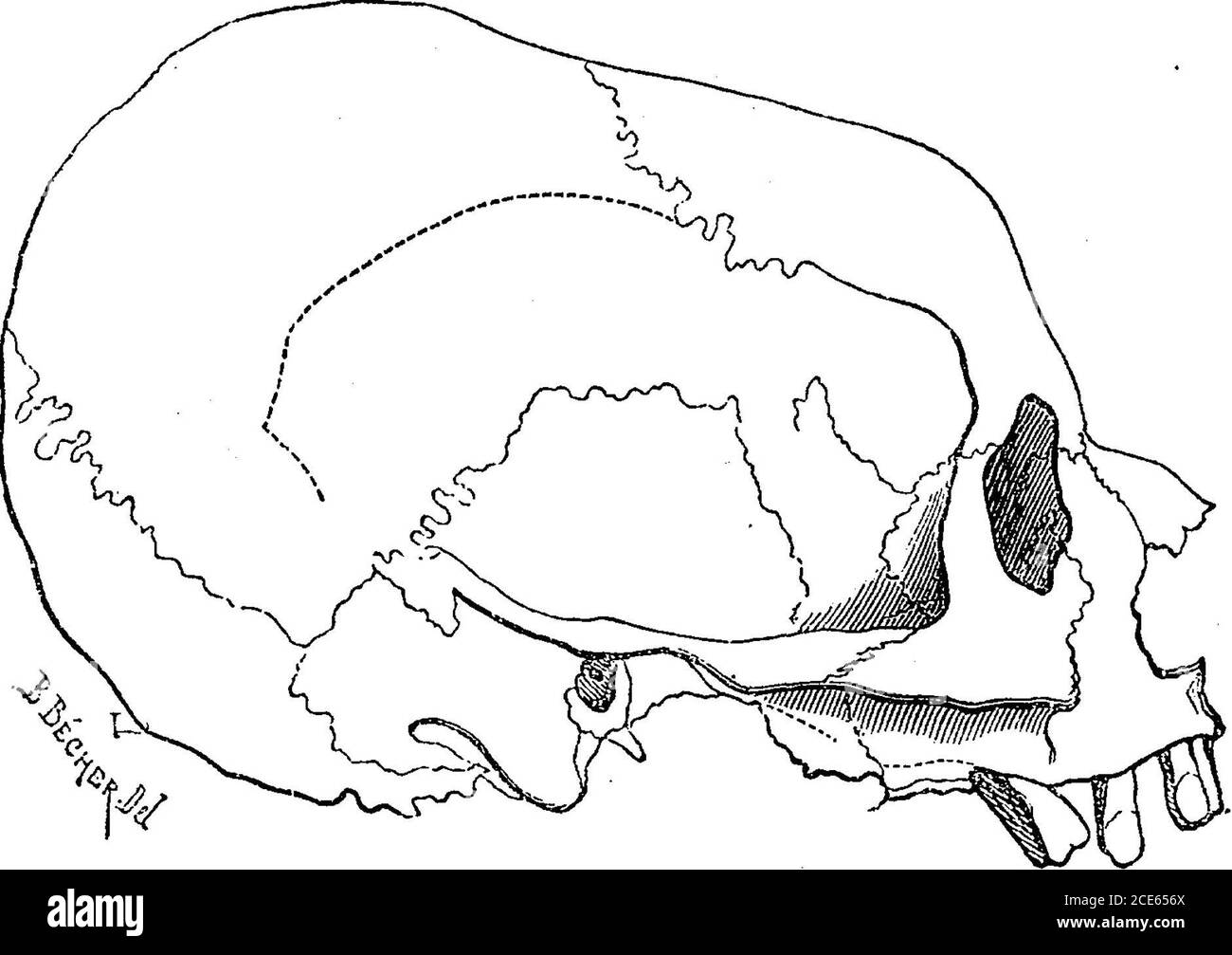 . Anthropology . simple frontal or Toulousian (ToidousaineyYaxietj, so ...
