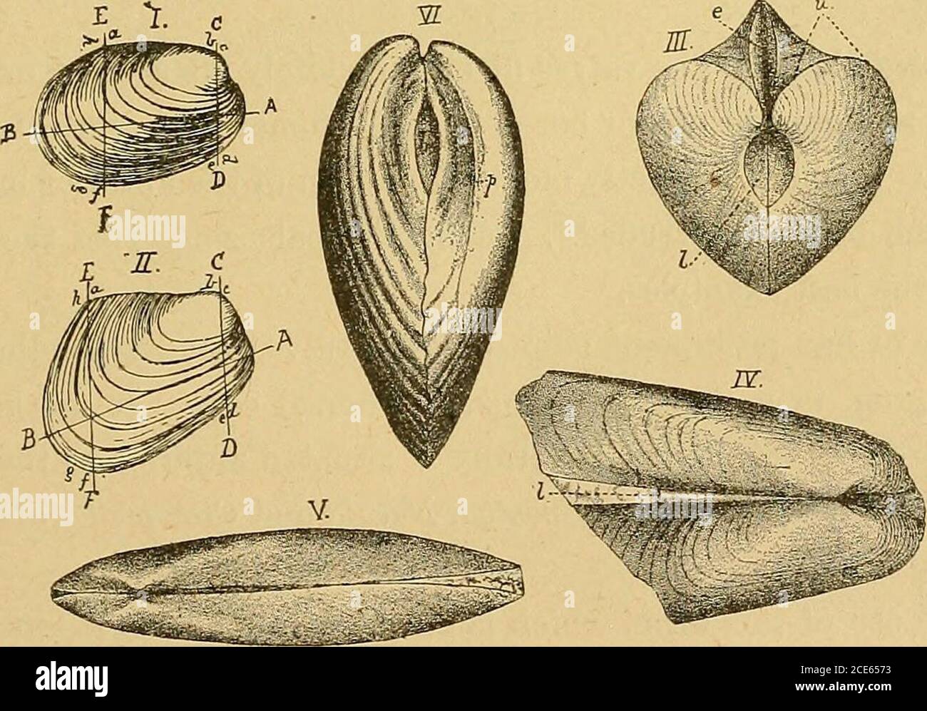 . The Geology of Minnesota . dges areundulating or dentate the ...