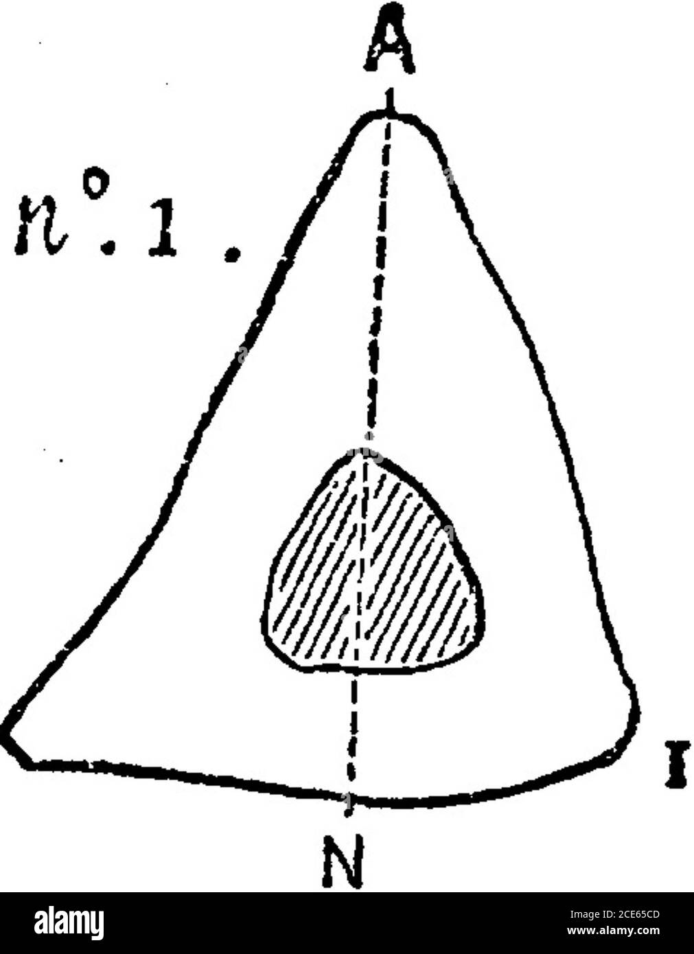 Ossification of cranial Cut Out Stock Images & Pictures - Alamy