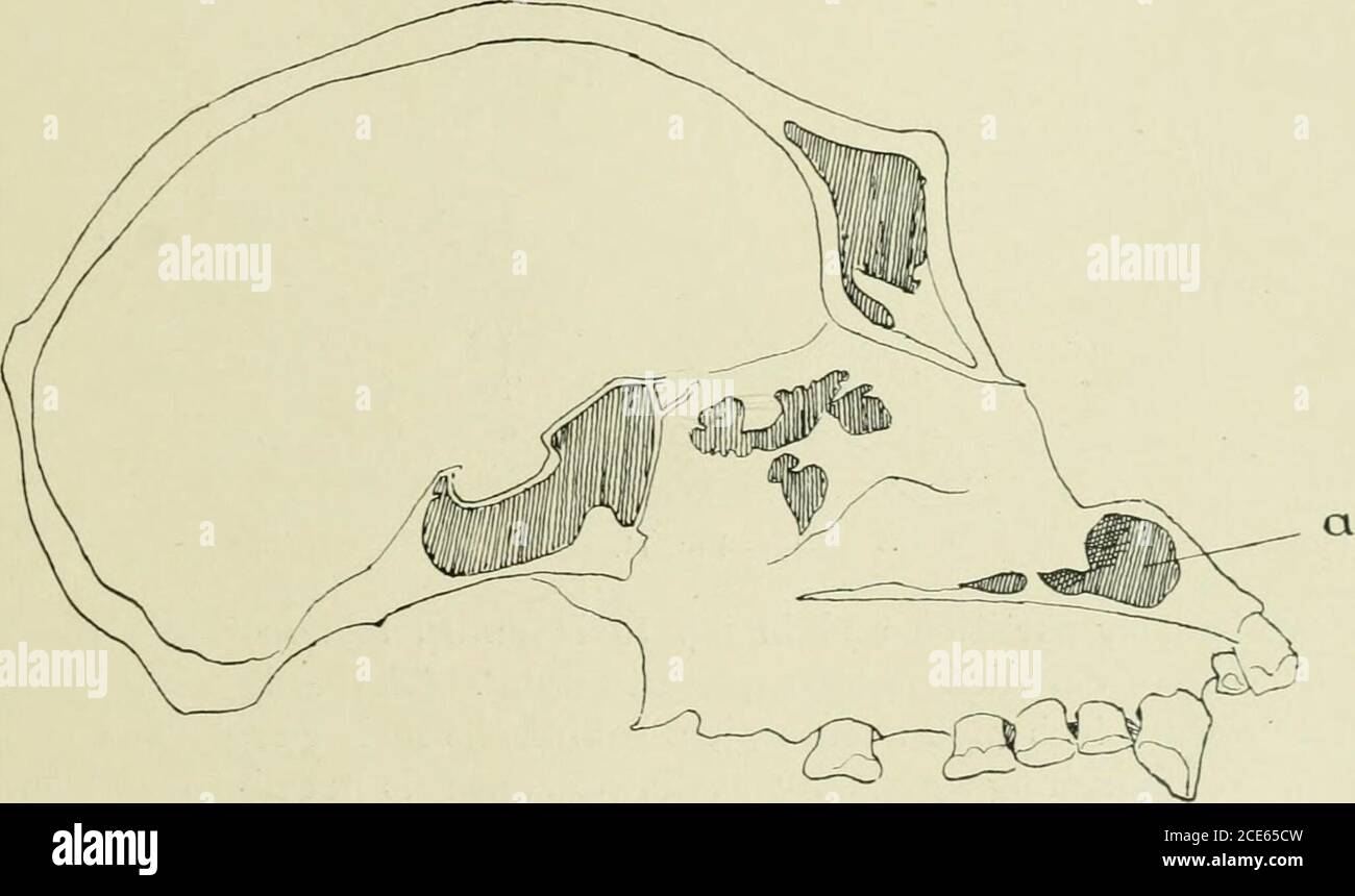 Infraorbital foramen hi-res stock photography and images - Alamy