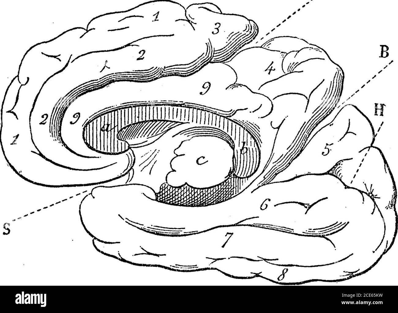 . Anthropology . d the bourrelet(cushion). Towards its exterior ...