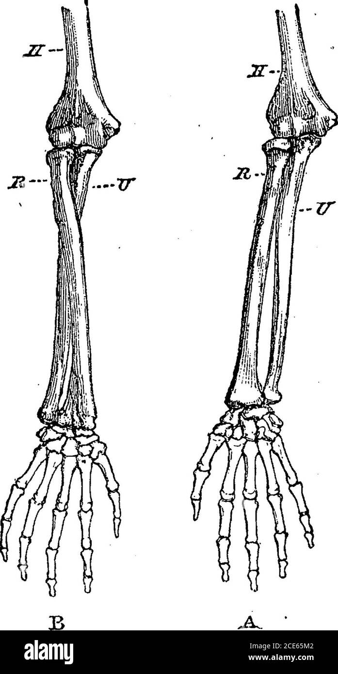 . Anthropology . s place backwards,that of the elbow is forwards; the ...