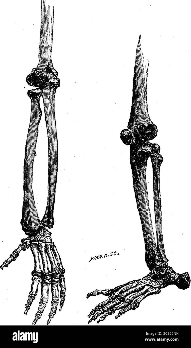. Anthropology . The twobones of the leg should be immovable the one on ...