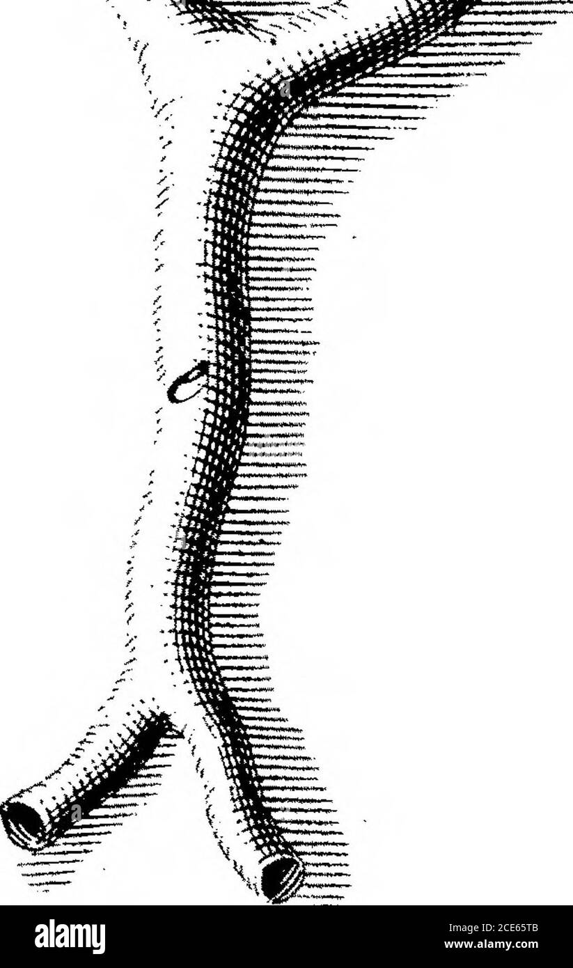 Tortoises Black and White Stock Photos & Images - Alamy