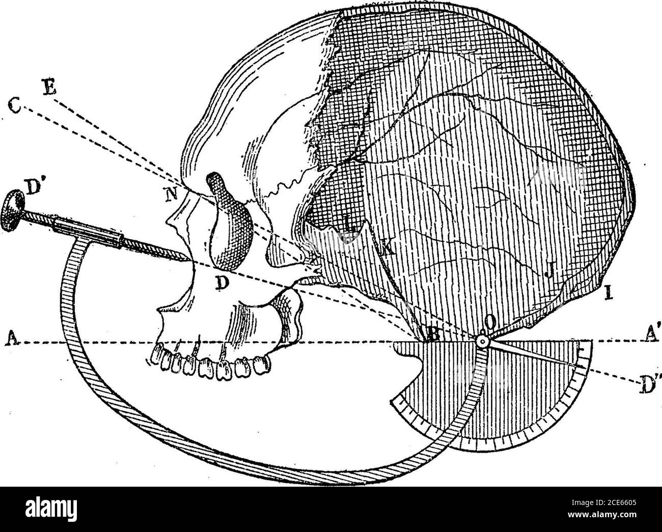 Daubenton Black and White Stock Photos & Images - Alamy