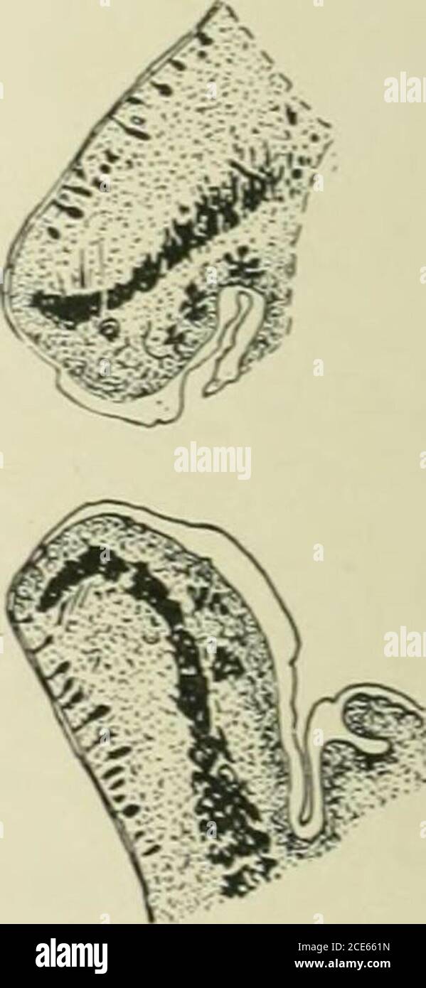 Chimpanzee lips hi-res stock photography and images - Alamy