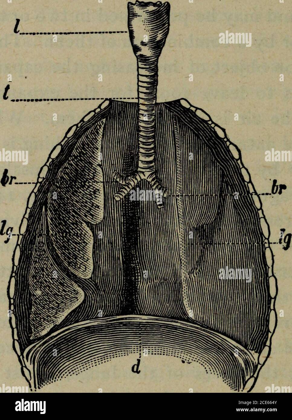 . The hygiene of the vocal organs : a practical handbook for singers ...