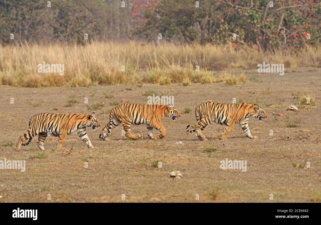 Indian Sub-adult Tiger (Panthera tigris) walking together in jungle ...