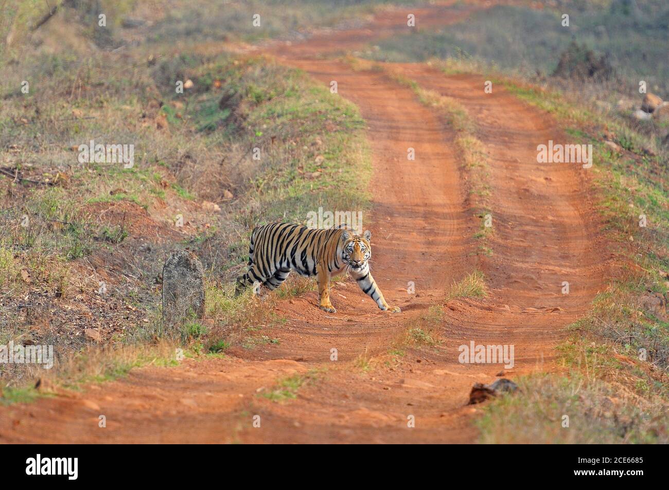 Indian Tiger (Panthera tigris) crossing road and looking with curosity ...