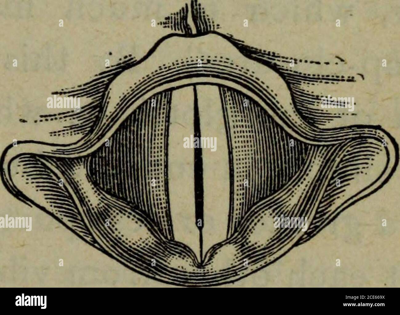 . The hygiene of the vocal organs : a practical handbook for singers ...