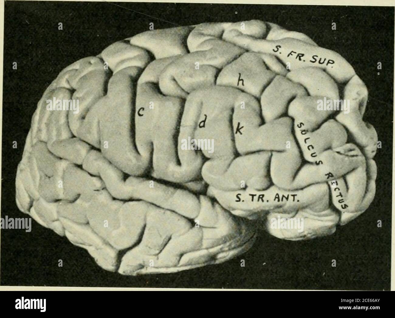 Morphological aspects hi-res stock photography and images - Alamy