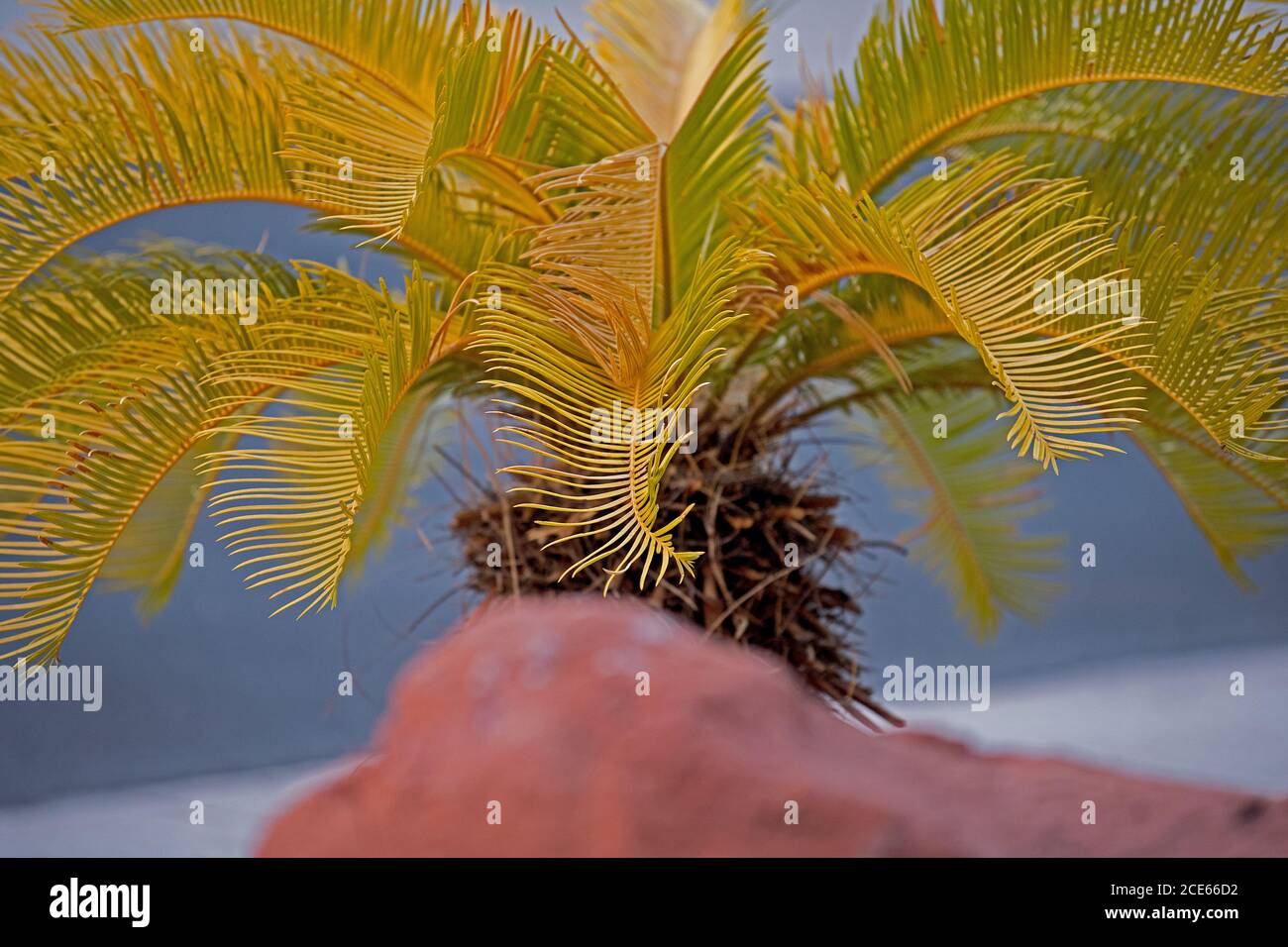 Dwarf palm tree in desert summer took a different color on its leaves ...
