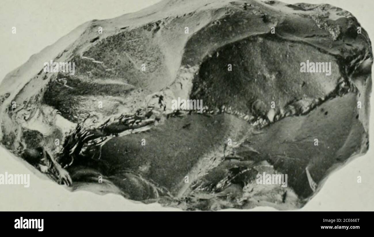 . Description of the test specimen of the rostro-carinate industry ...