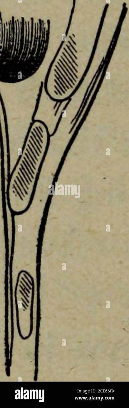 Vibrating cord hi-res stock photography and images - Alamy