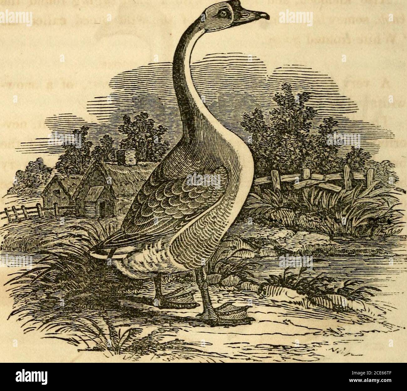 . The poultry book : a treatise on breeding and general management of ...