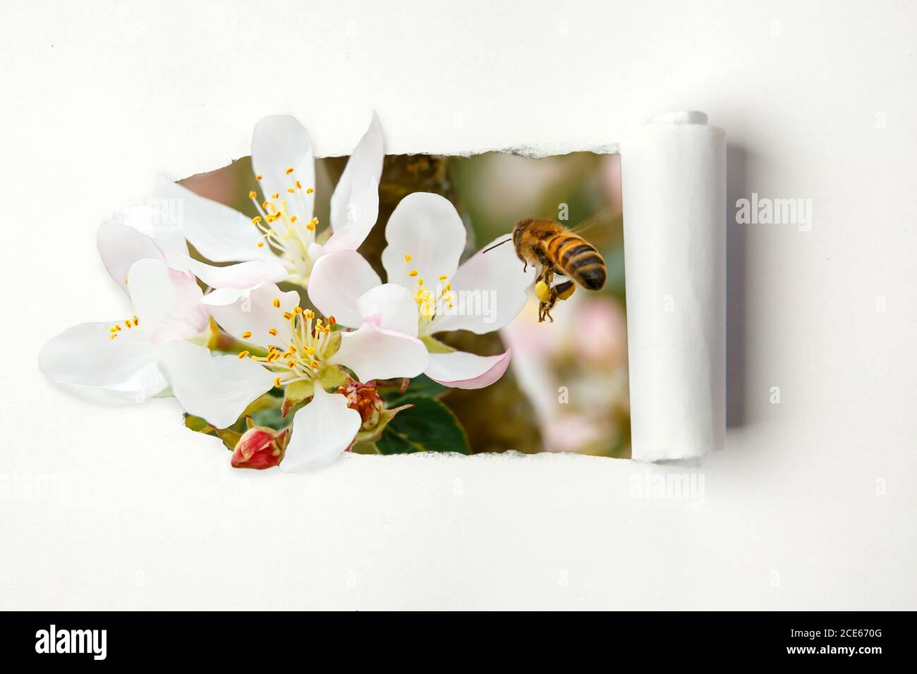 Tearing a paper frame to reveal a flowering branch of an apple tree. A ...