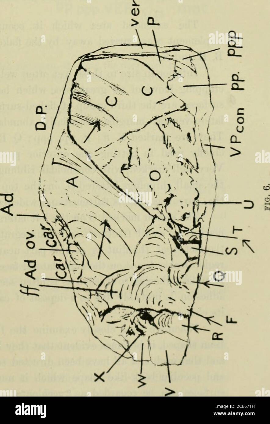 . Description of the test specimen of the rostro-carinate industry ...