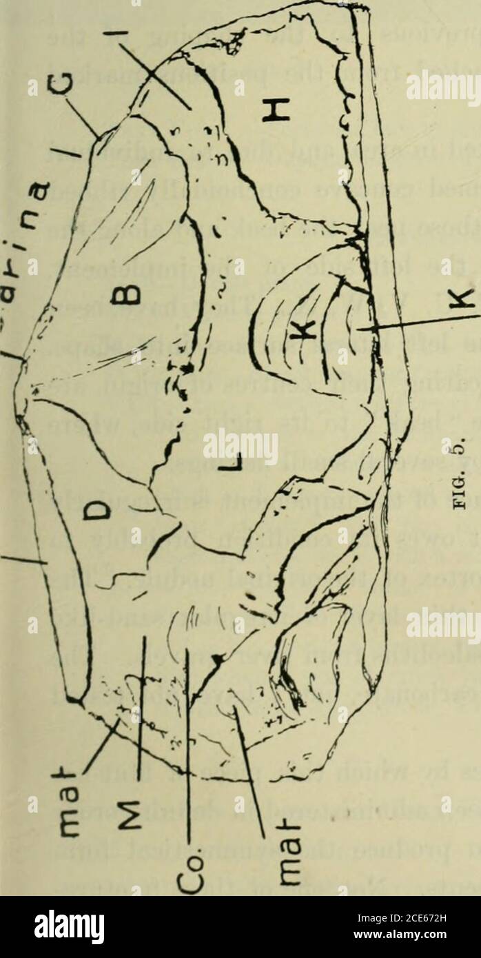 . Description of the test specimen of the rostro-carinate industry ...