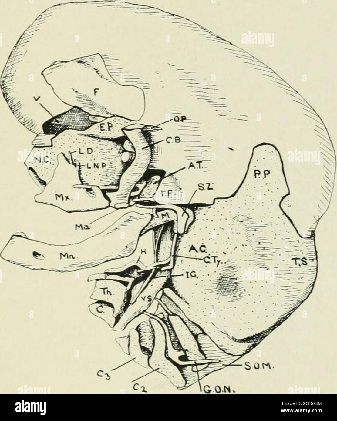 . Journal of anatomy . e tectum sj^noticum, projects into the membrane ...