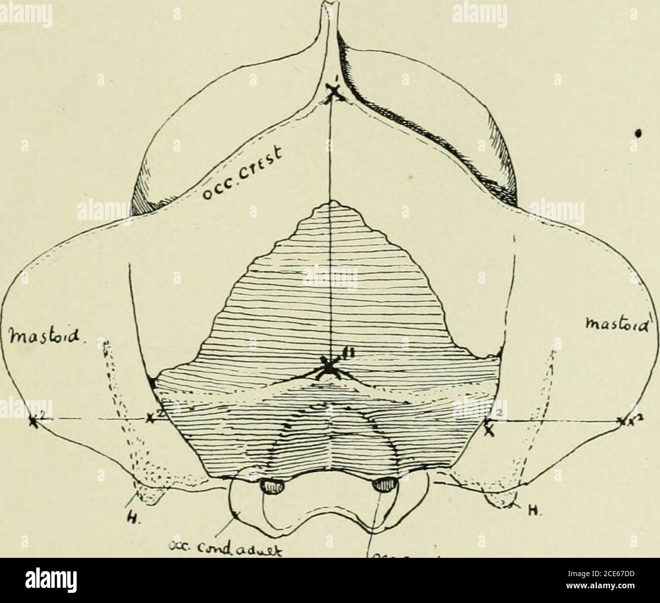 . Journal of anatomy . of the neck(made up of mastoid and occipital ...