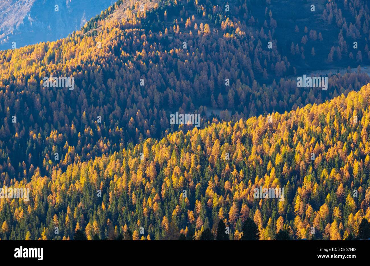 Sunny colorful autumn alpine mountain larch and fir forest scene Stock ...