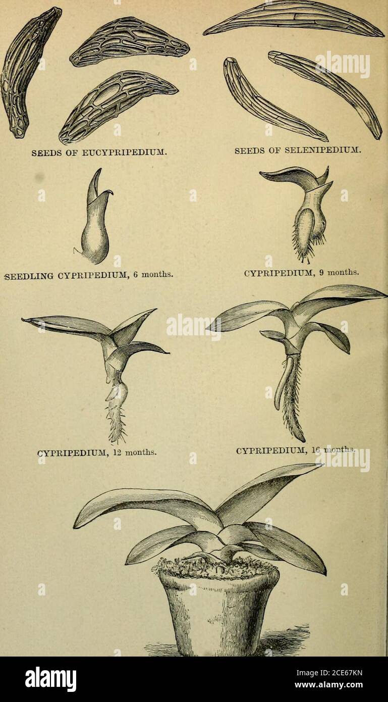. The orchid-grower's manual : containing descriptions of the best ...