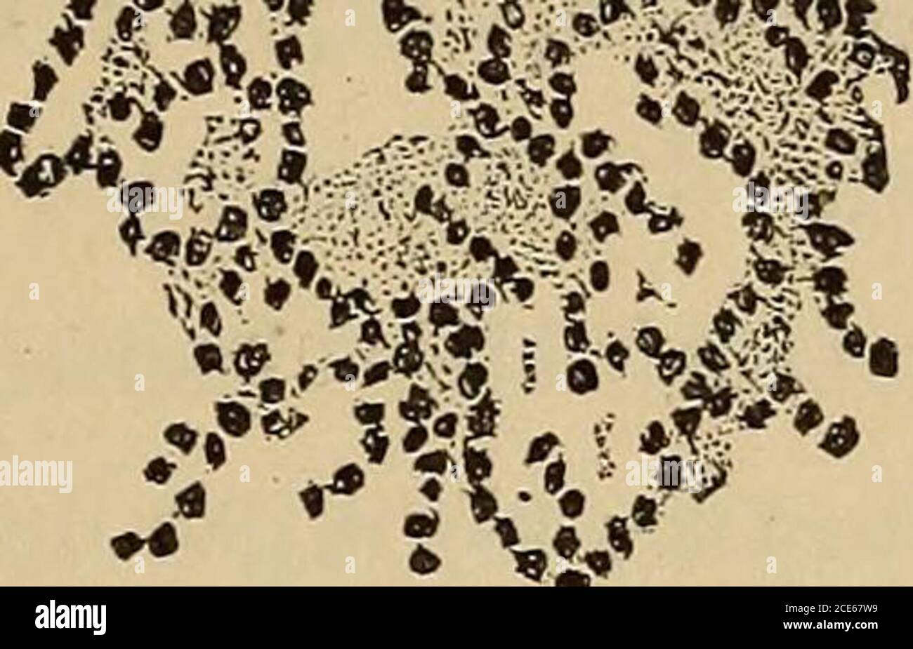 Microparasites hi-res stock photography and images - Alamy