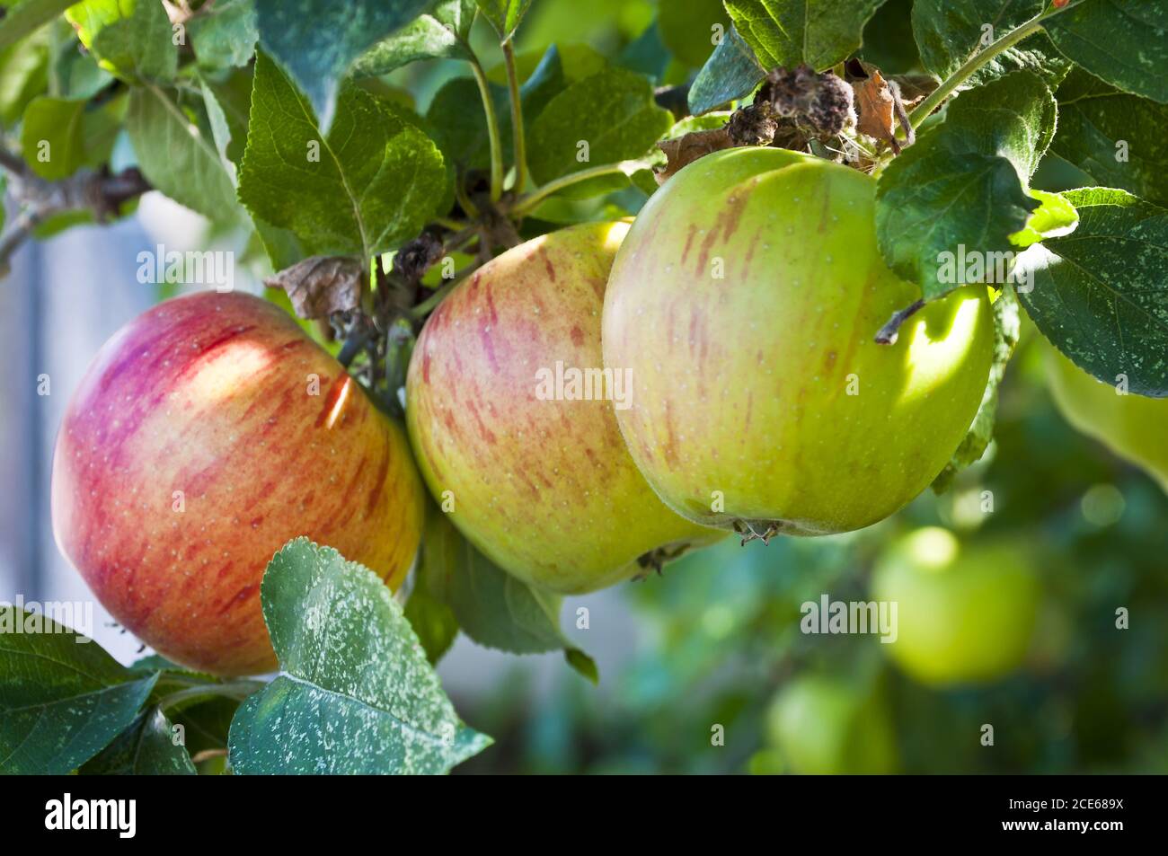 New apples hi-res stock photography and images - Alamy