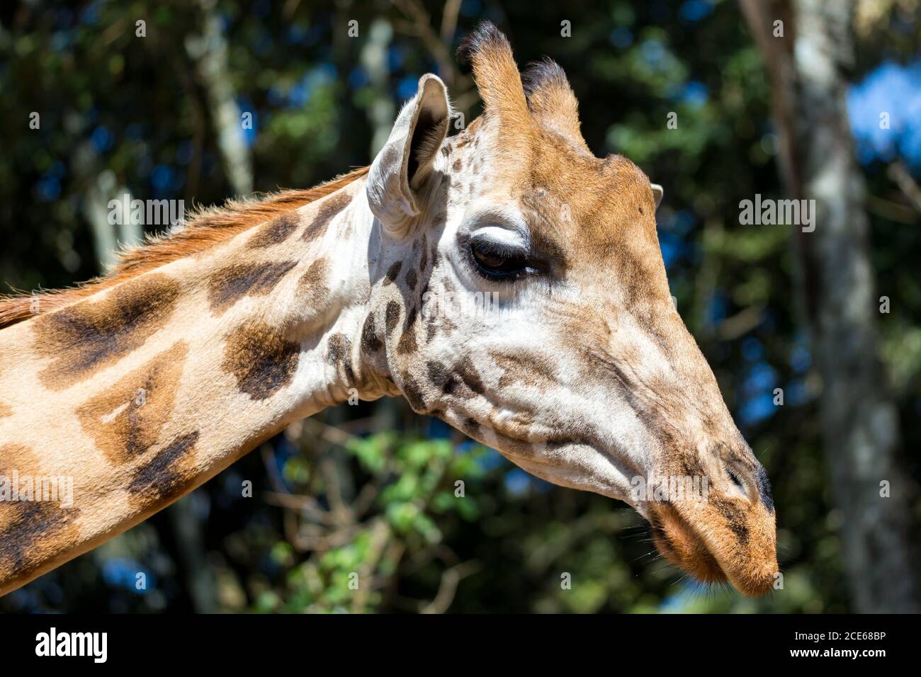 A close-up of a giraffe's head Stock Photo - Alamy