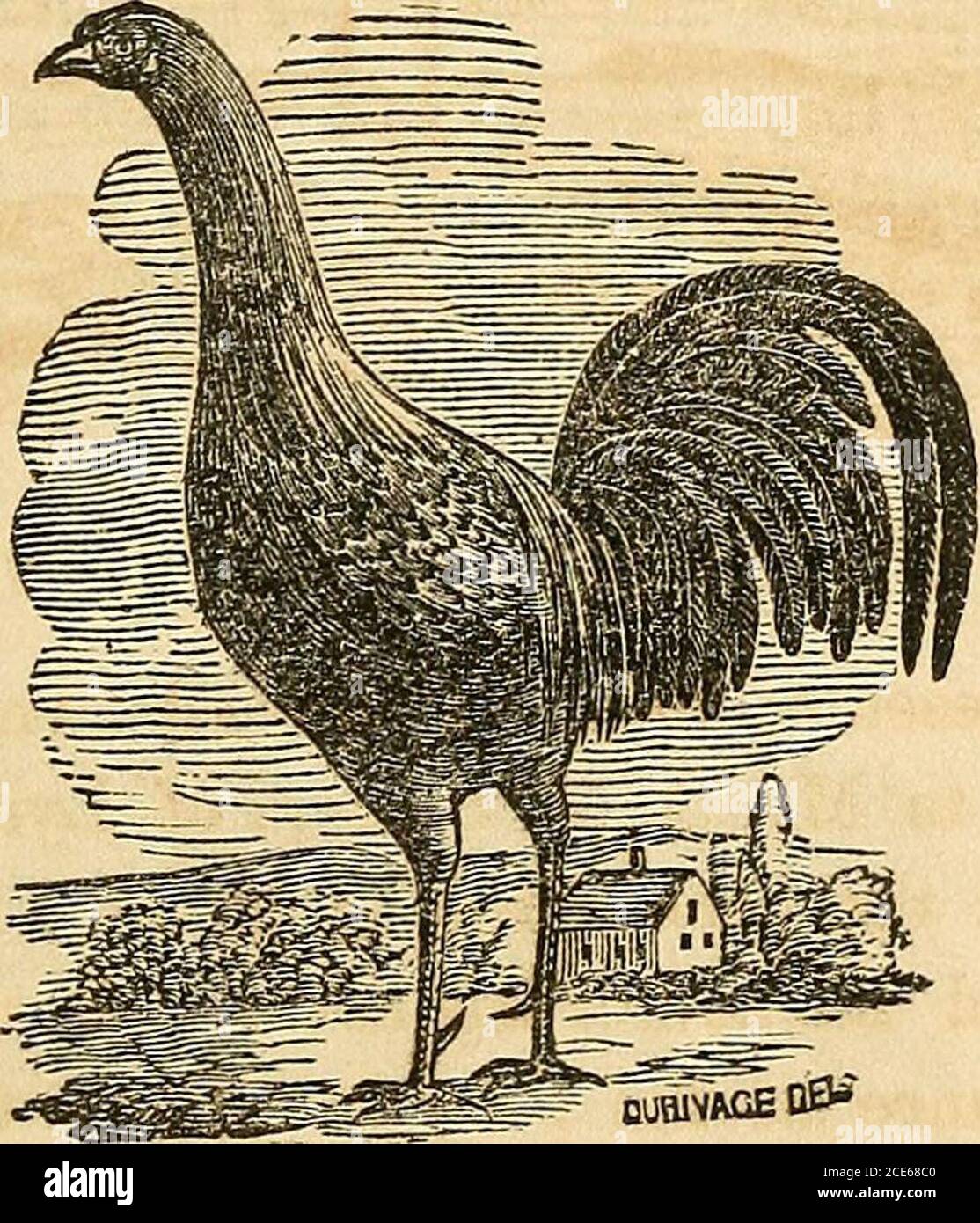 . The poultry book : a treatise on breeding and general management of ...