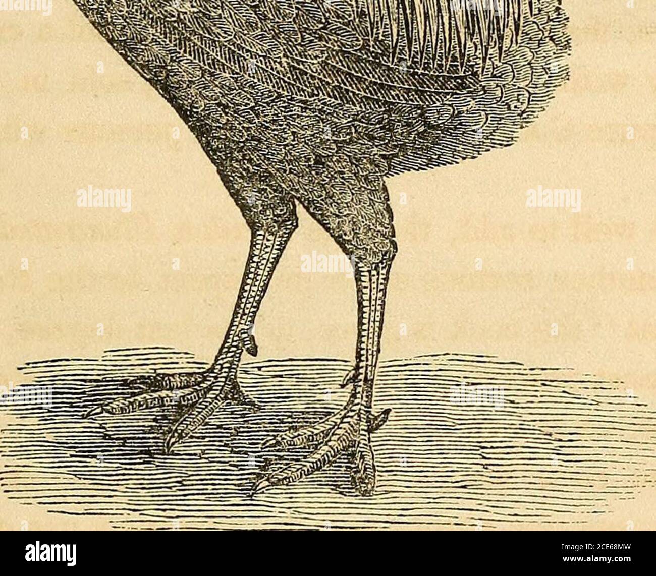 Breeding form f hi-res stock photography and images - Alamy