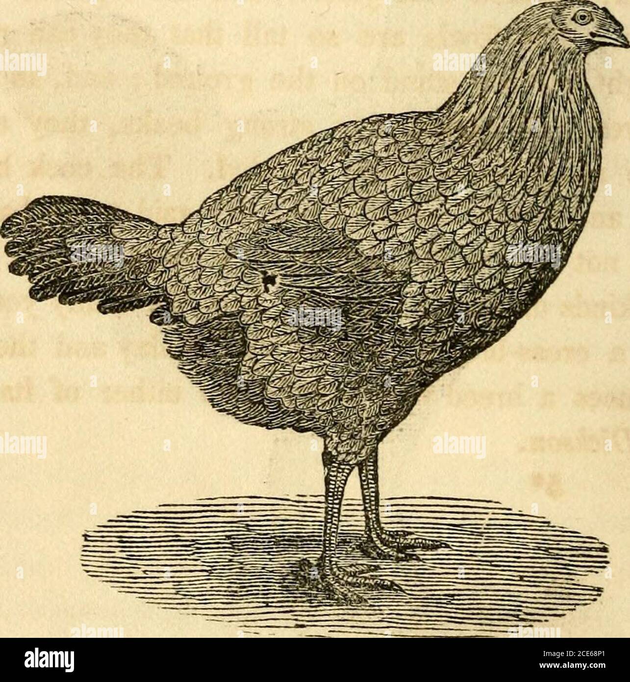 . The poultry book : a treatise on breeding and general management of ...