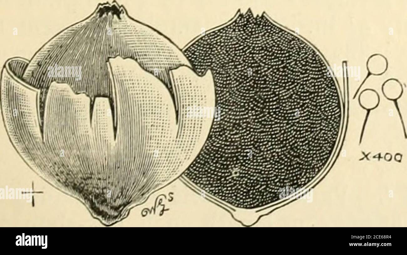 . Guide to Sowerby's models of British fungi in the Department of ...