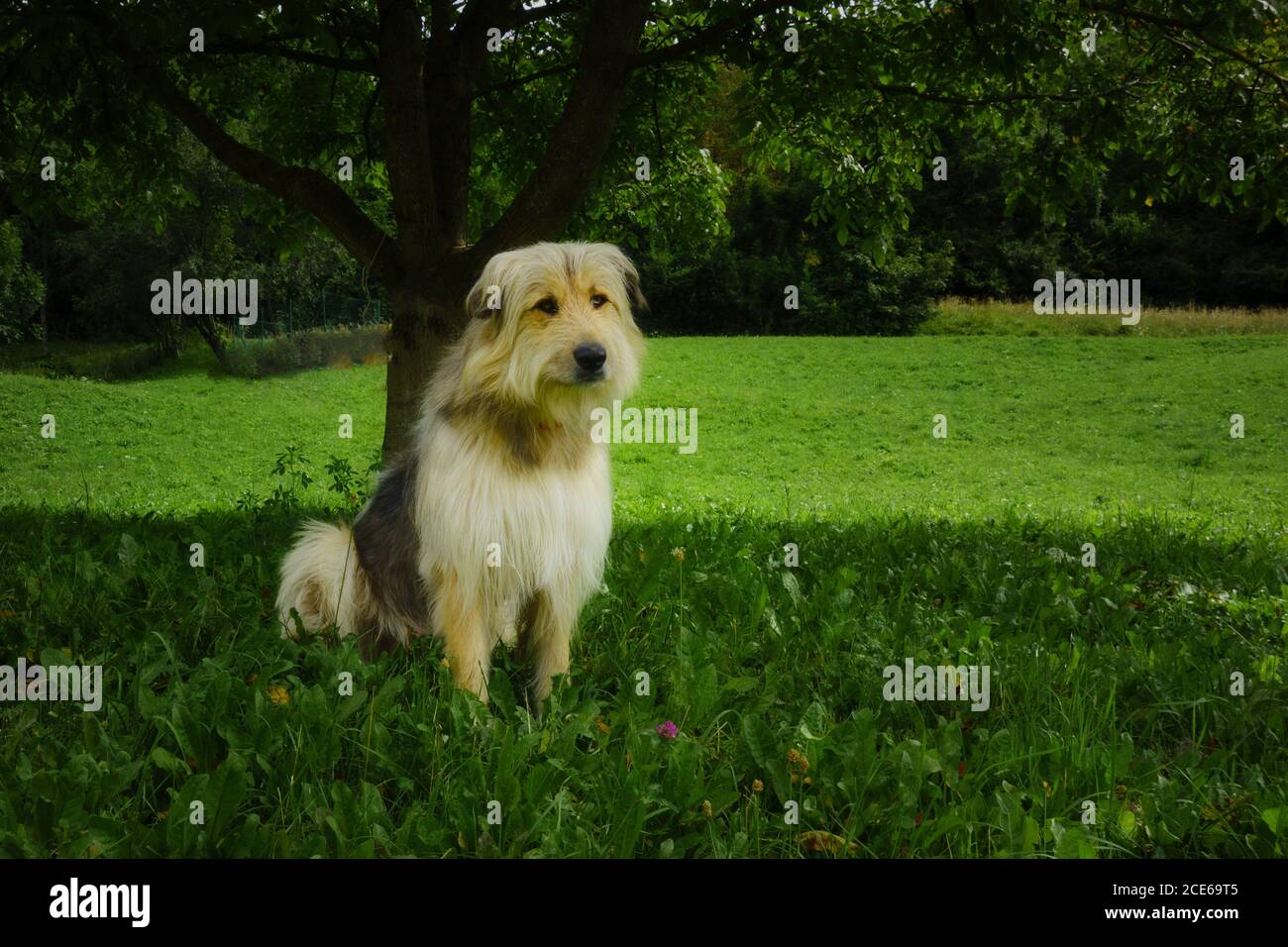 Shepherd dog from the Bergamo mountains Stock Photo - Alamy