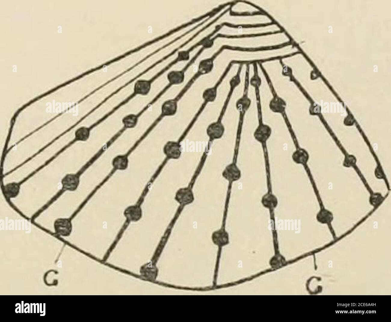 Flank marking hi-res stock photography and images - Alamy