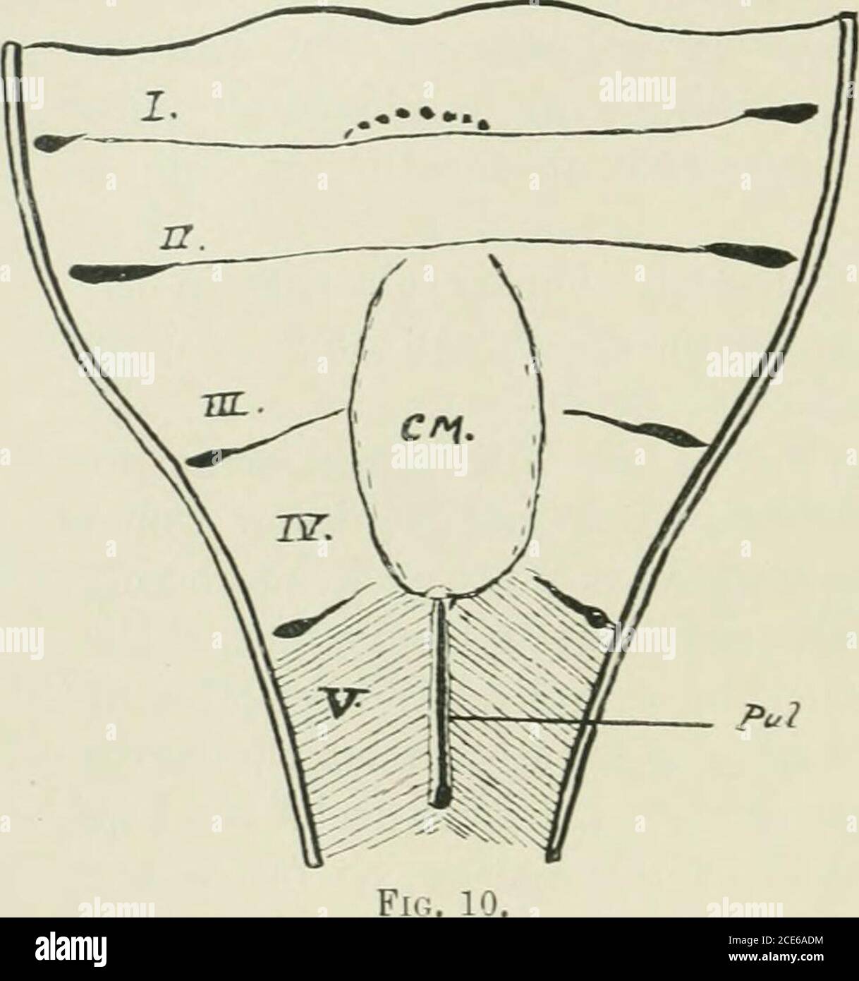 True vocal cords hi-res stock photography and images - Alamy