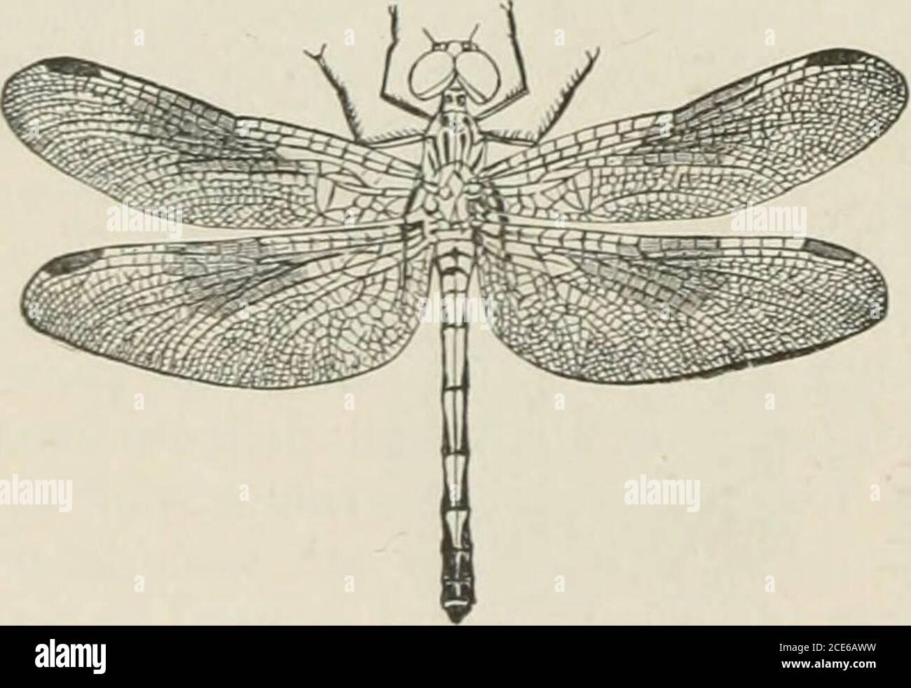 . Ontario Sessional Papers, 1894, No.35-40 . Fig. HO. Fig. 1:9 Tribe ...