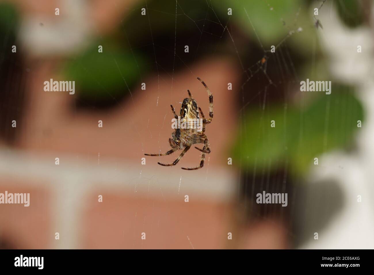 European garden spider, diadem spider (Araneus diadematus) in its web ...